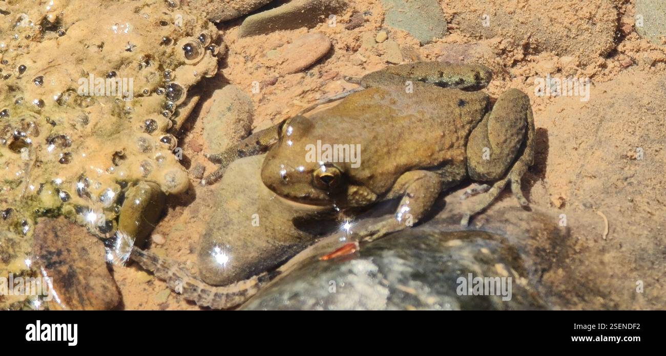 Northern Flinders Ranges Froglet (Crinia flindersensis), Amphibia ...