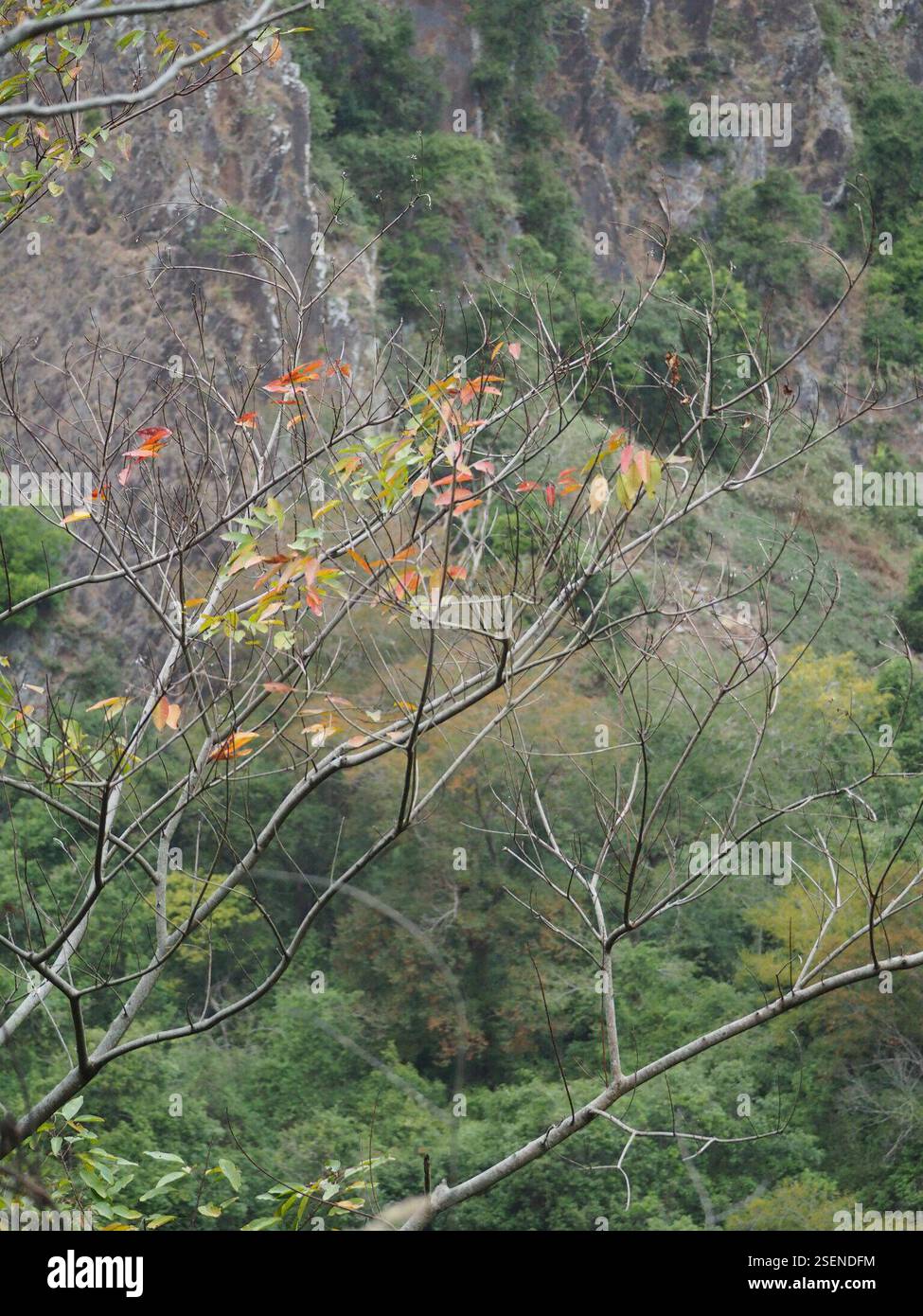 Mountain Tallow (Triadica cochinchinensis), Plantae, 台灣南投縣 Stock Photo ...