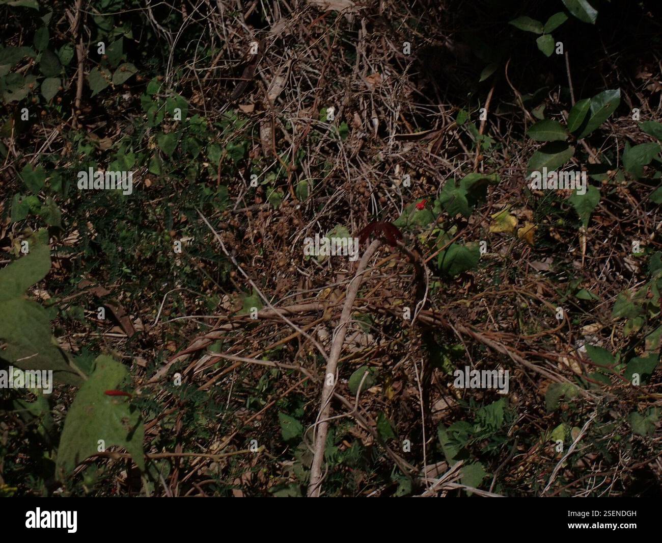 Painted Grasshawk (Neurothemis stigmatizans), Insecta, Cooktown QLD ...