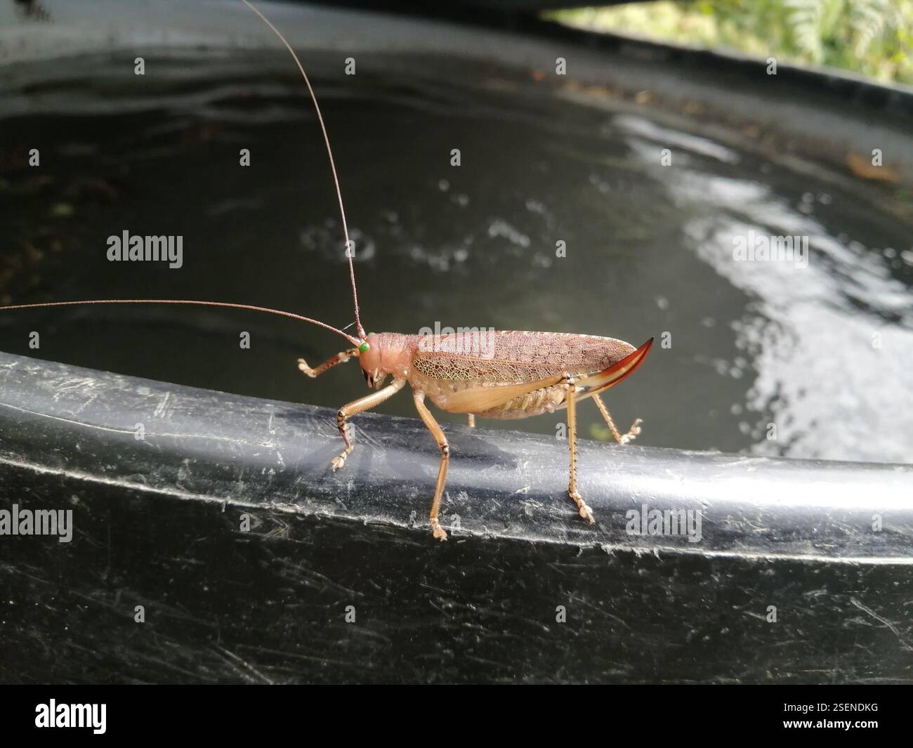 (Platyphyllini), Insecta, Ciénaga, Magdalena, Colombia Stock Photo - Alamy