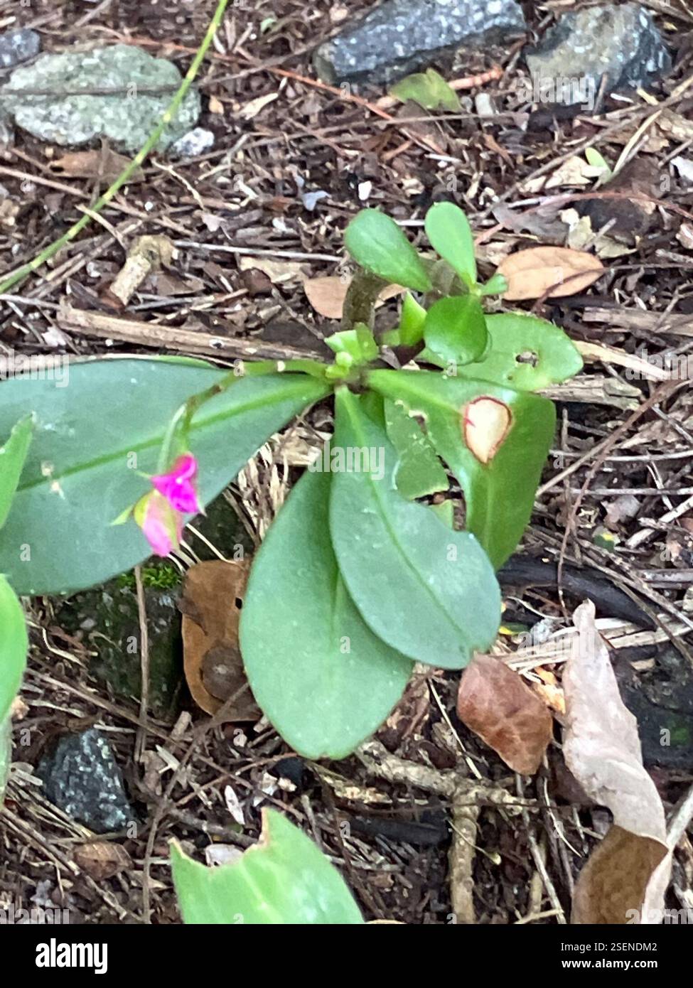 Philippine spinach (Talinum fruticosum), Plantae, Saint Peter, MS Stock ...