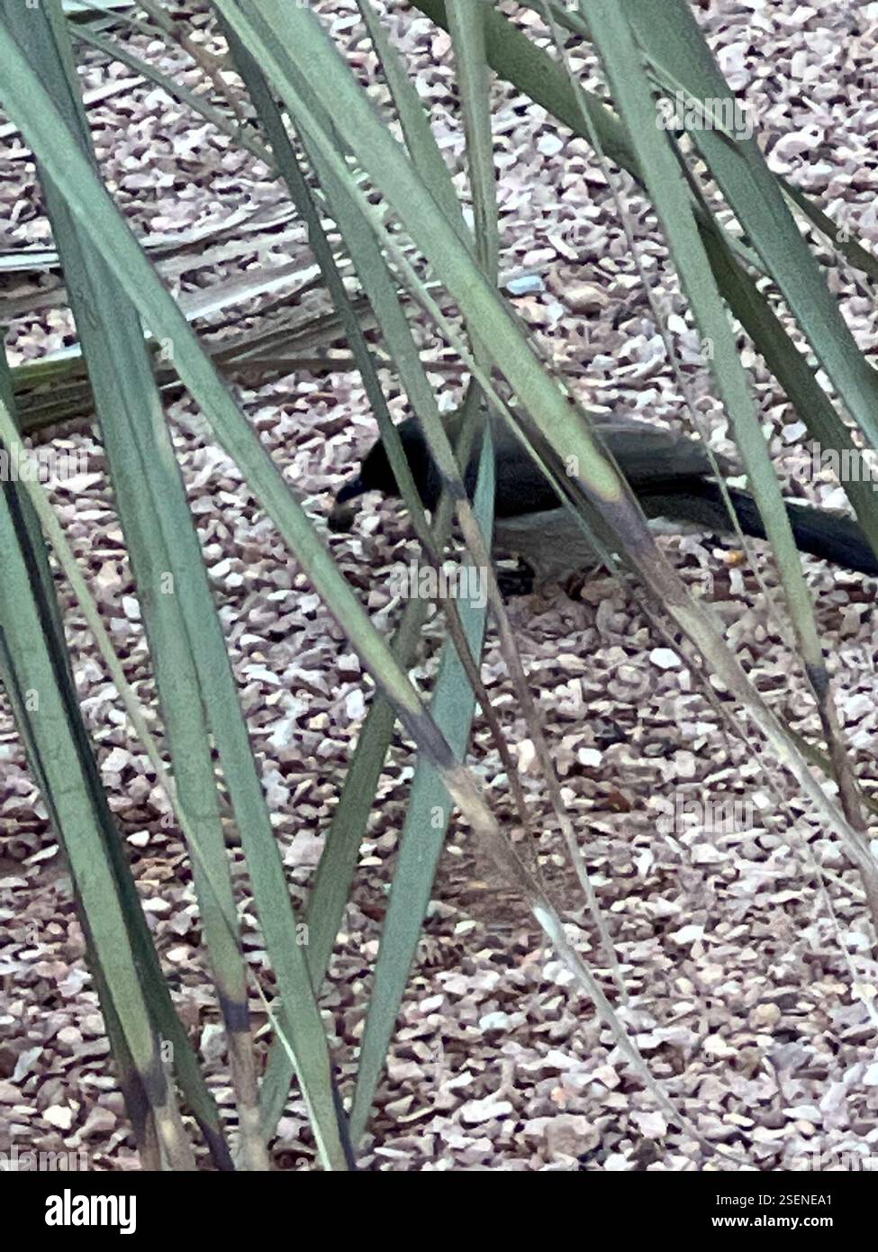 Common Bulbul (Pycnonotus barbatus), Aves, Water lily pool, Marrakesh ...