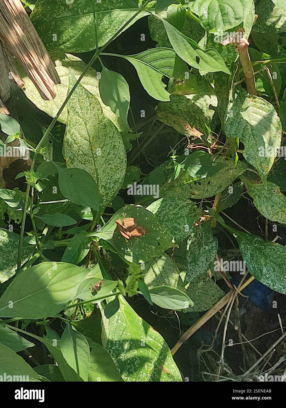 Punchinello (Zemeros flegyas), Insecta, Zwe Ka Bin Mountain Stock Photo ...