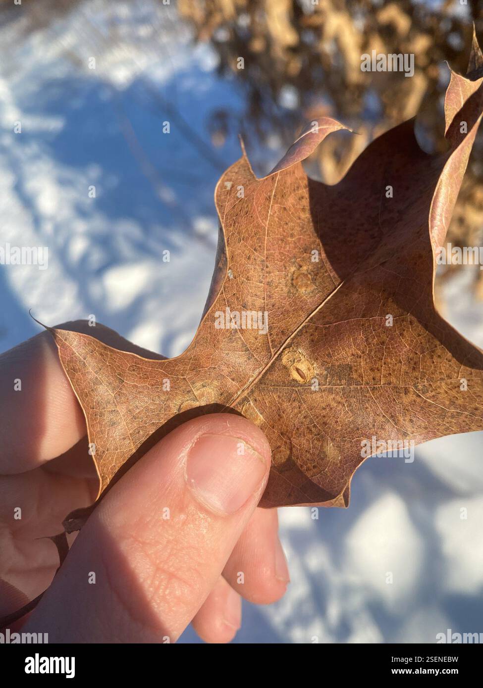 (Polystepha pustuloides), Insecta, Short Line Park, Duluth, MN, US, Leaf spot on q. rubra Stock ...