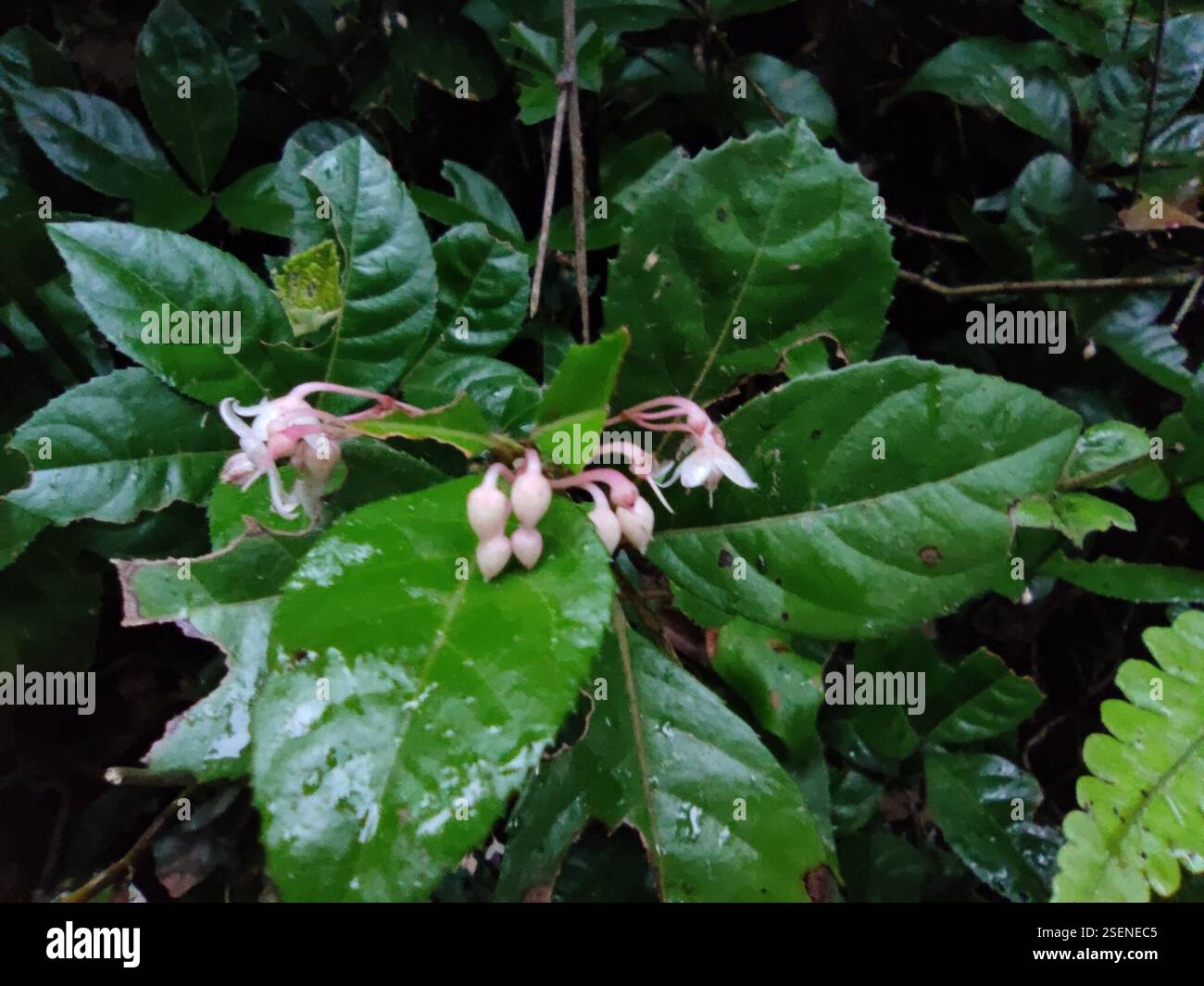 Japanese cleyera (Ardisia japonica), Plantae, 中国江西省上饶市婺源县 Stock Photo ...