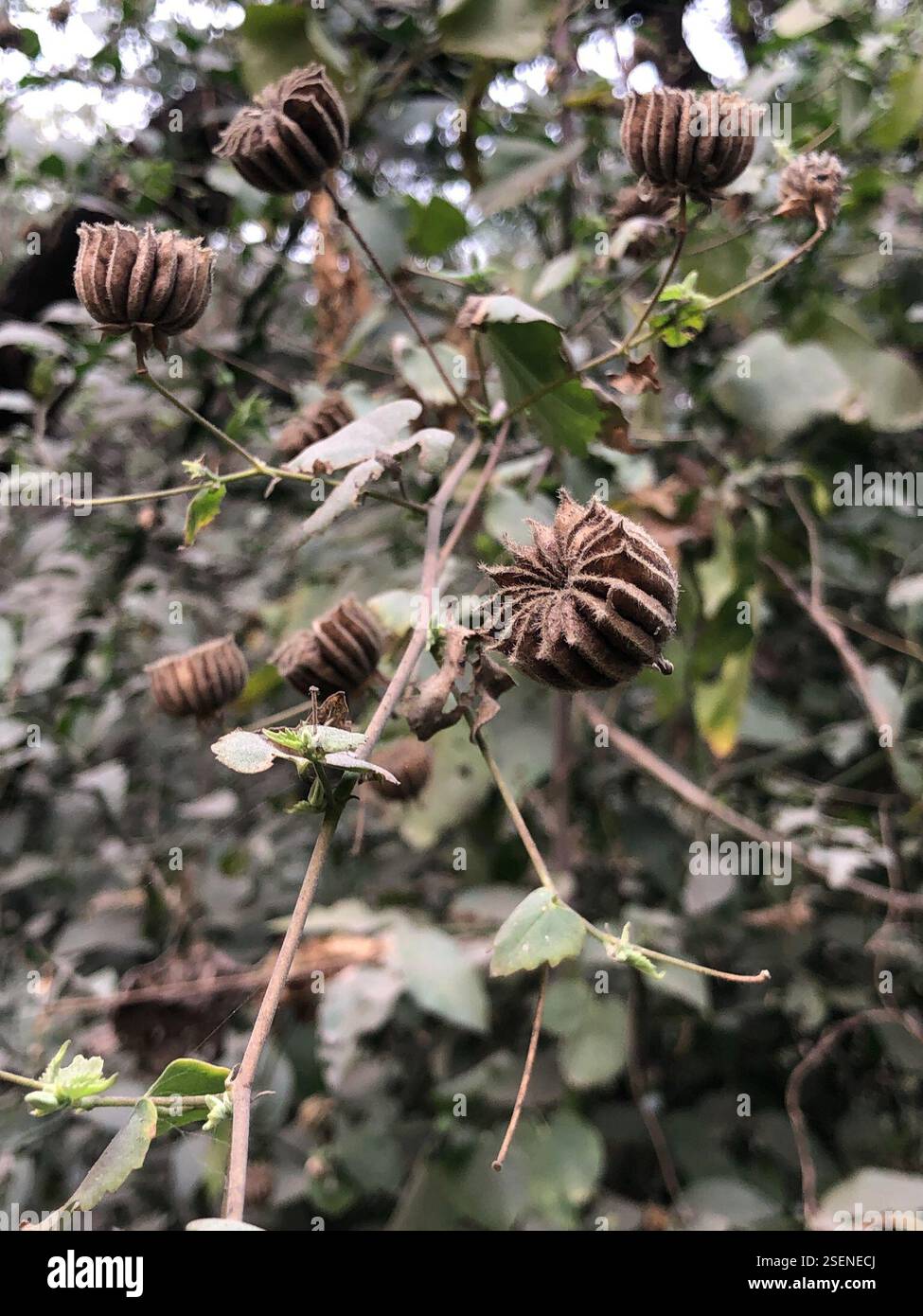Indian Mallow (Abutilon indicum), Plantae, Central Ridge Forest Area ...