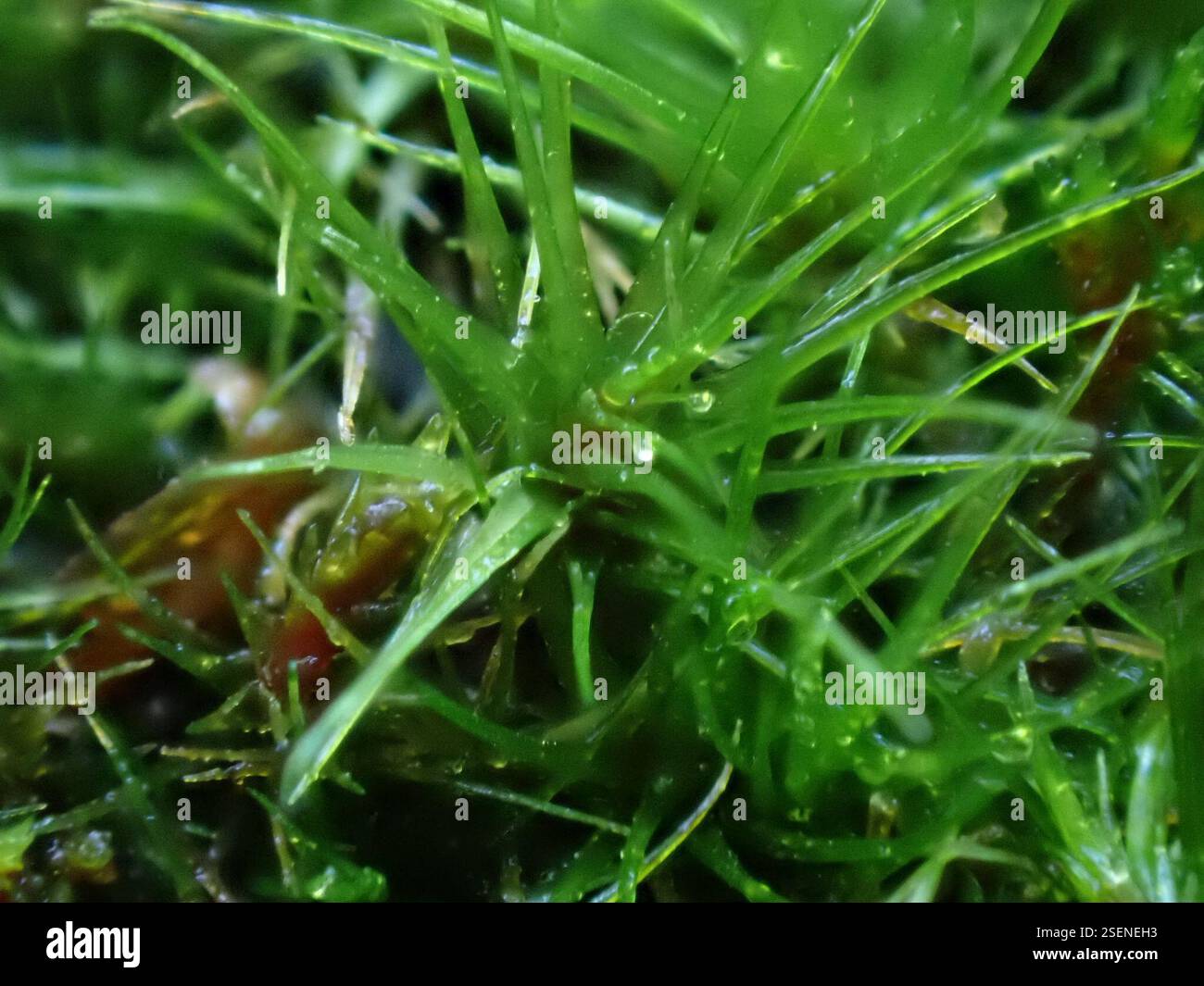 (Campylopus), Plantae, Nieuwe Tiend, Udenhout, North Brabant, NL Stock ...