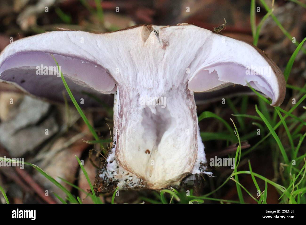 Blewit (Collybia nuda), Fungi, Eugene, OR, USA, Picture 6 shows ...