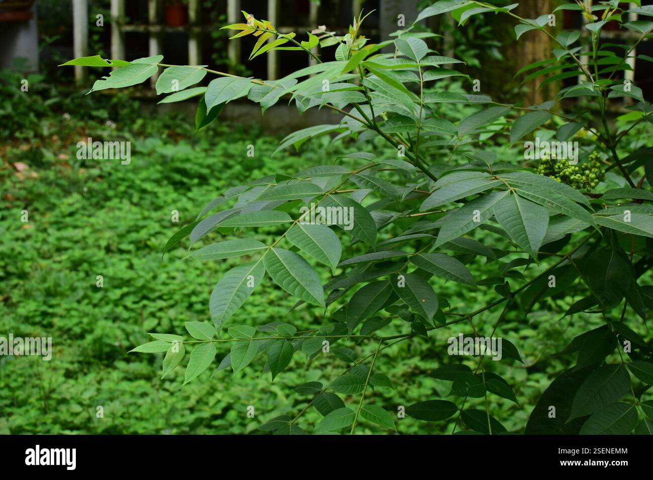 Japanese wax tree (Toxicodendron succedaneum), Plantae, 中国浙江省杭州市西湖区 ...