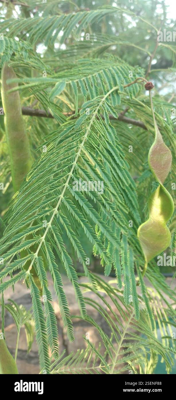 Red Angico (Anadenanthera colubrina), Plantae, Salta, Argentina Stock ...
