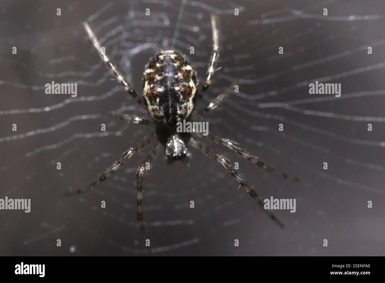Orbweavers and Allies (Araneoidea), Arachnida, Araçariguama, SP, 18147 ...