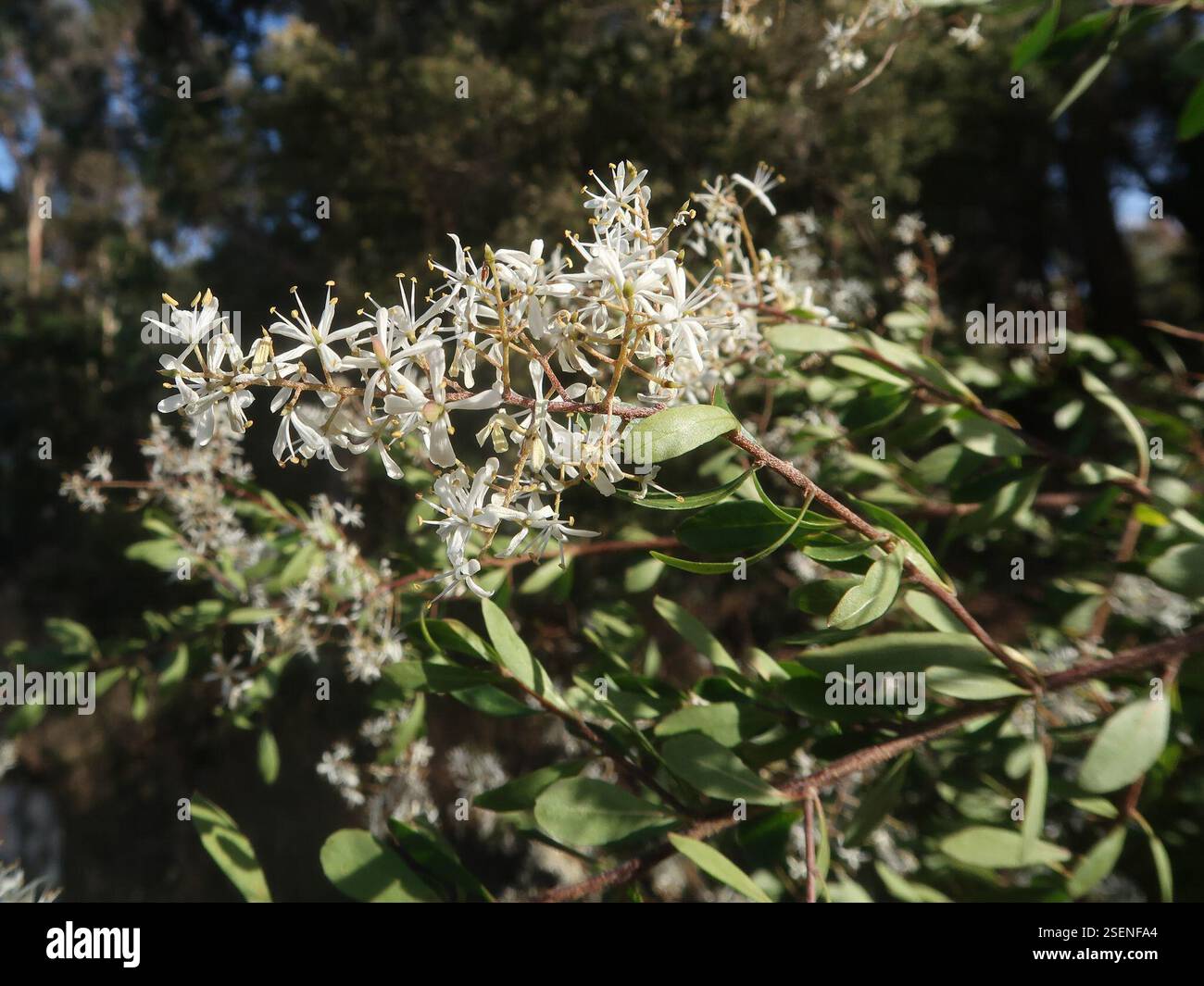 Australian Blackthorn (Bursaria spinosa), Plantae, Ingamells Street ...