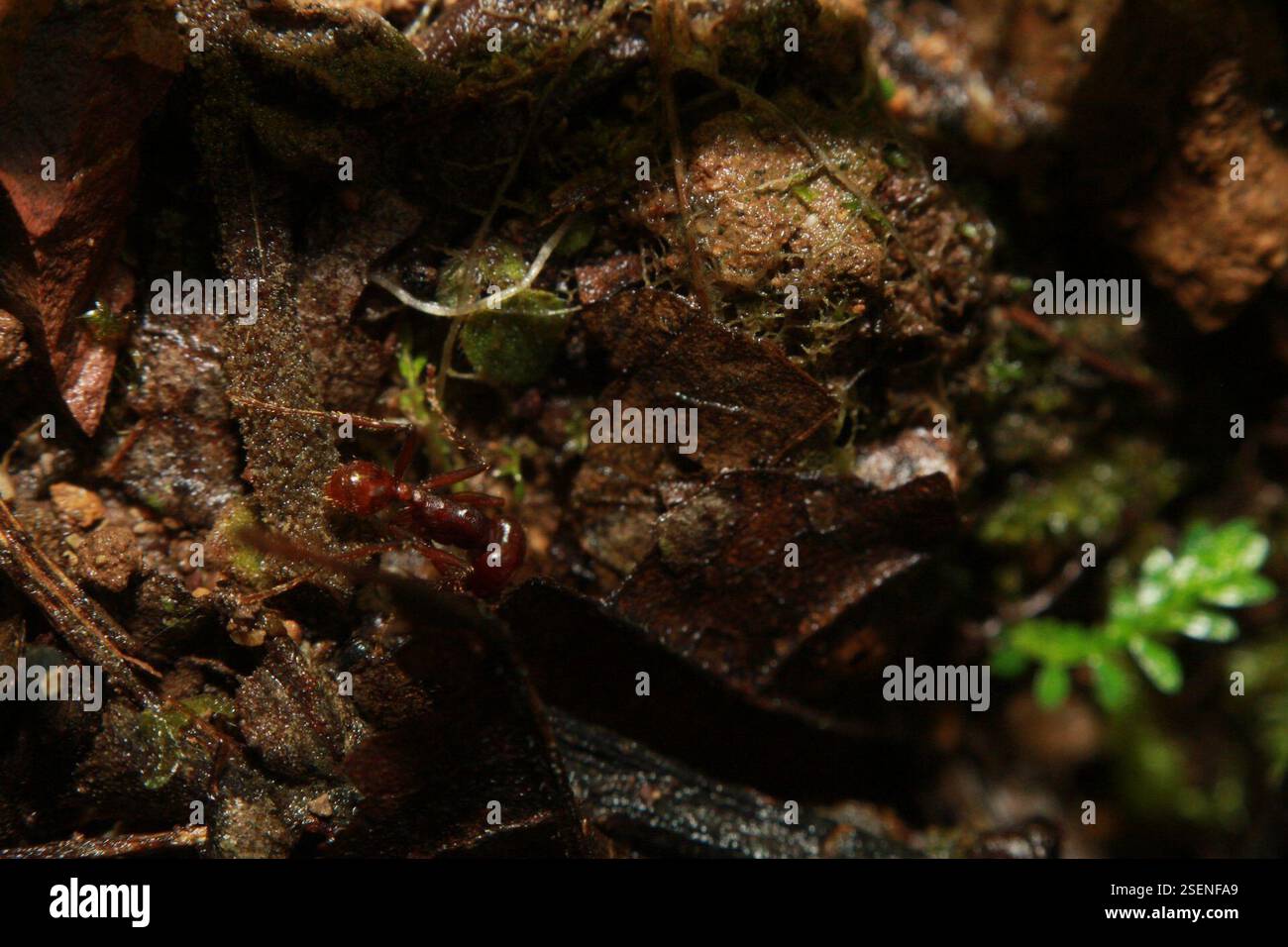 Labidus Army Ants (Labidus), Insecta, Oxapampa, Peru Stock Photo - Alamy