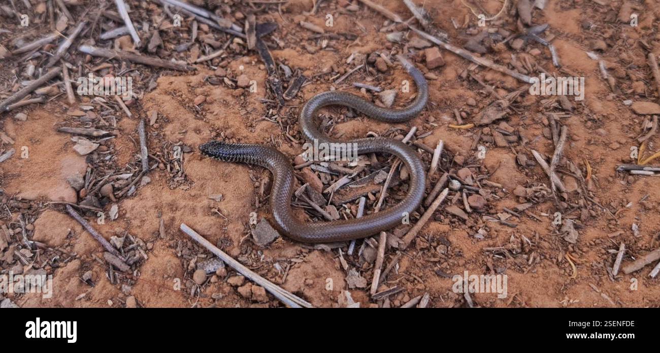 Marble-faced Delma (Delma australis), Reptilia, Unincorp. Flinders ...