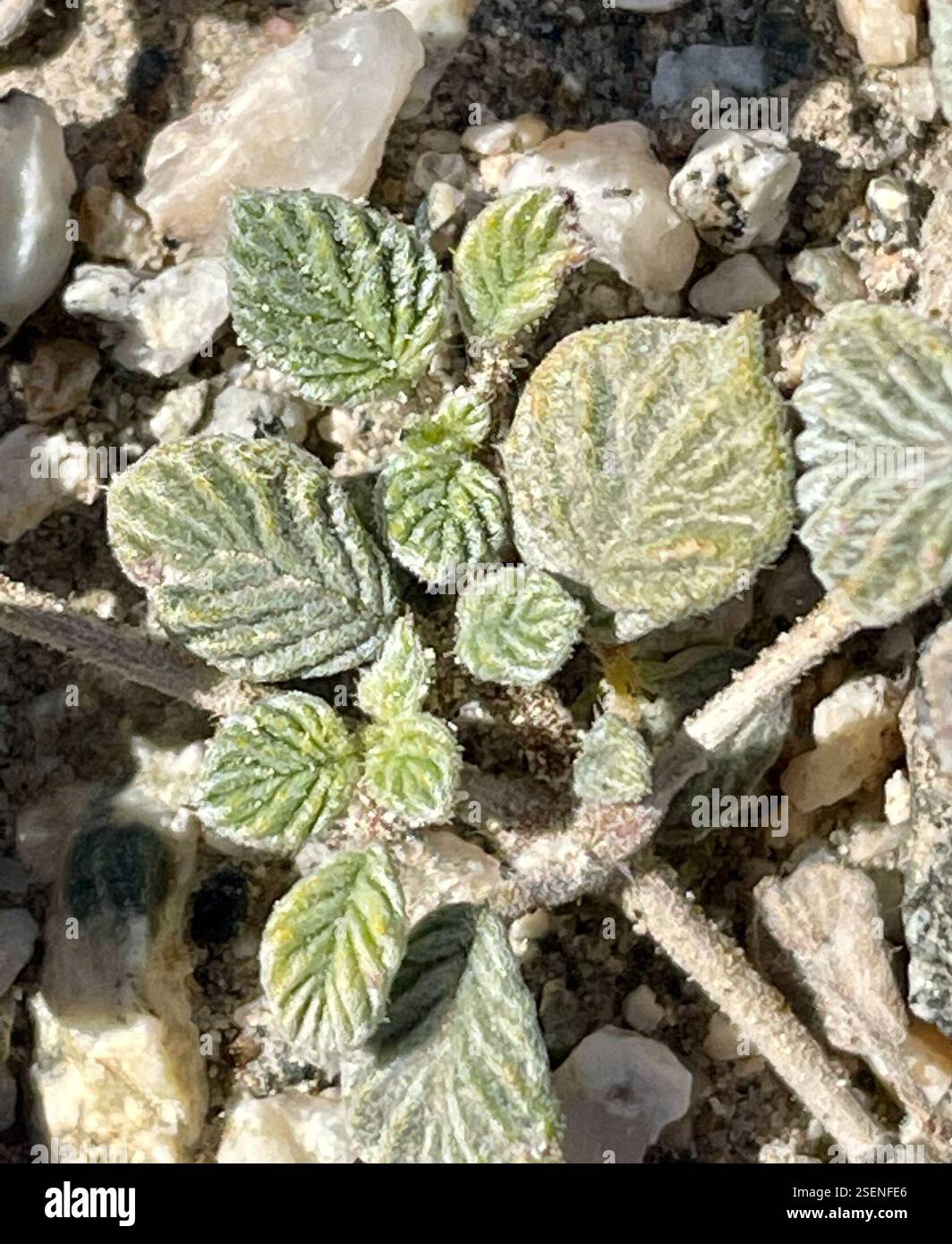 Map of la plant hi-res stock photography and images - Alamy