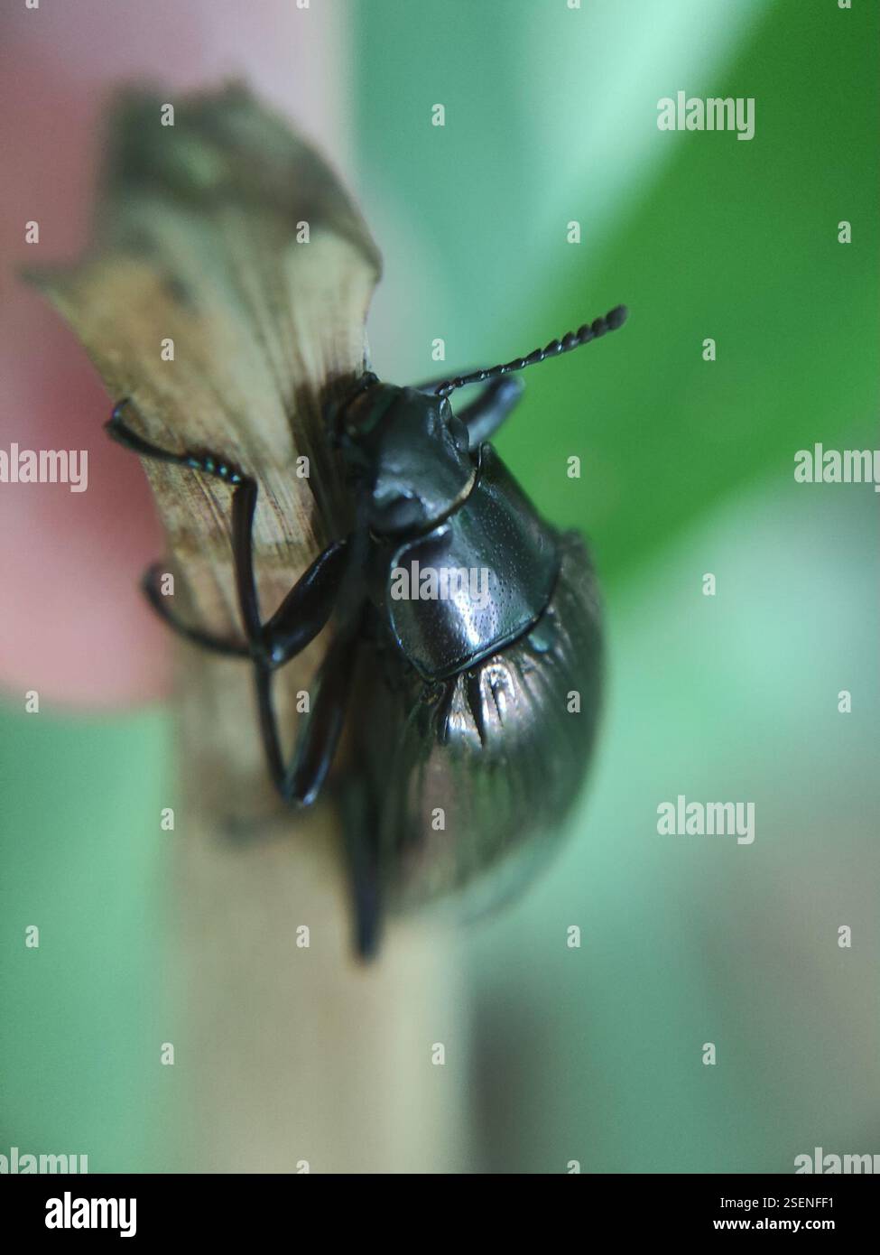 (Camaria), Insecta, Praia Vermelha do Sul Stock Photo - Alamy