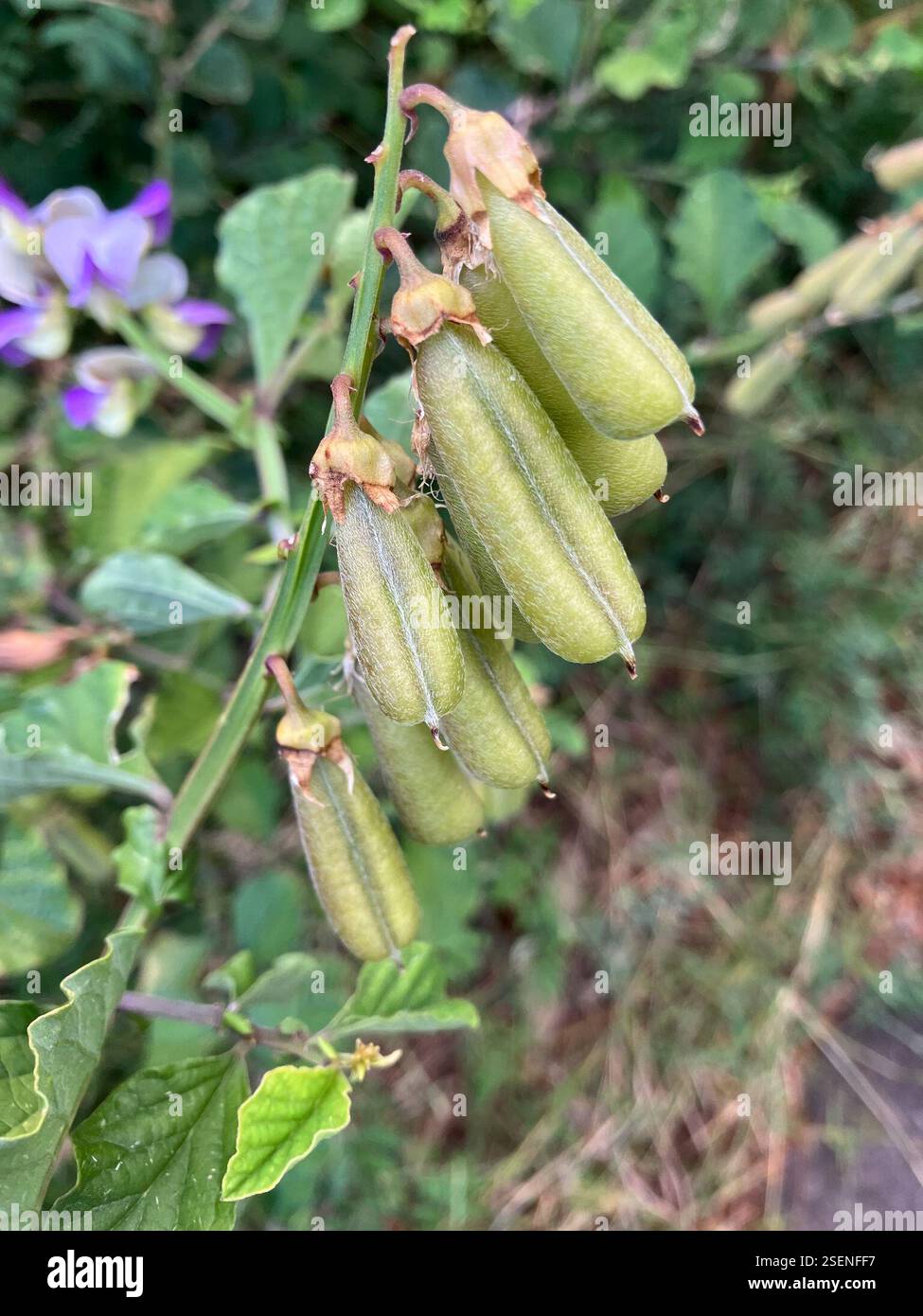 Blue Rattlepod (Crotalaria verrucosa), Plantae, Saint Peter, MS Stock ...