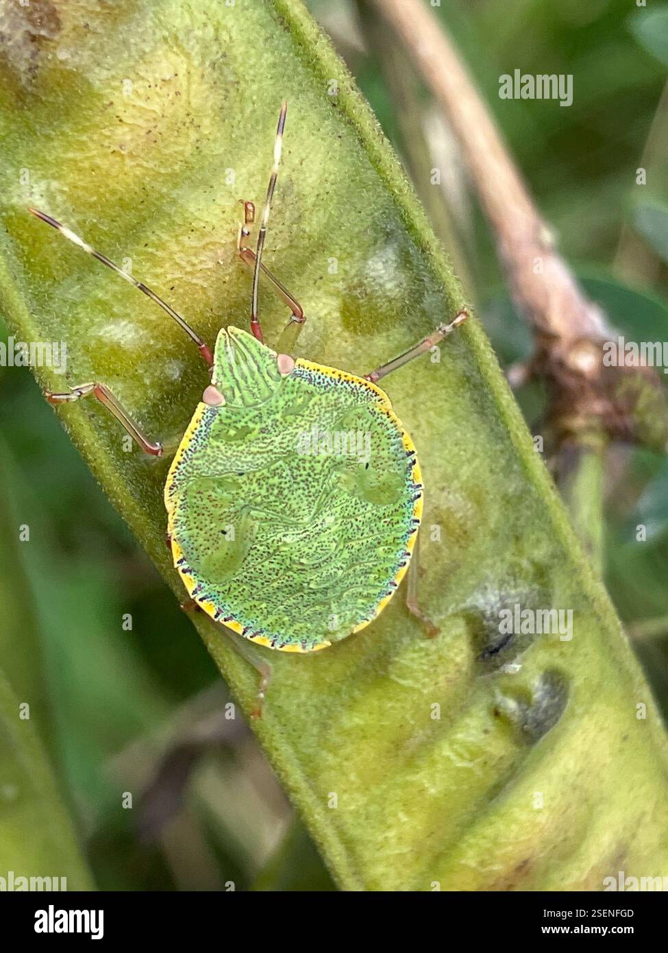 Loxa viridis hi-res stock photography and images - Alamy