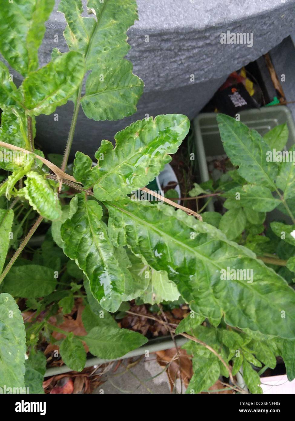 White beggarticks (Bidens alba), Plantae, Windsor Forest, Savannah, GA ...
