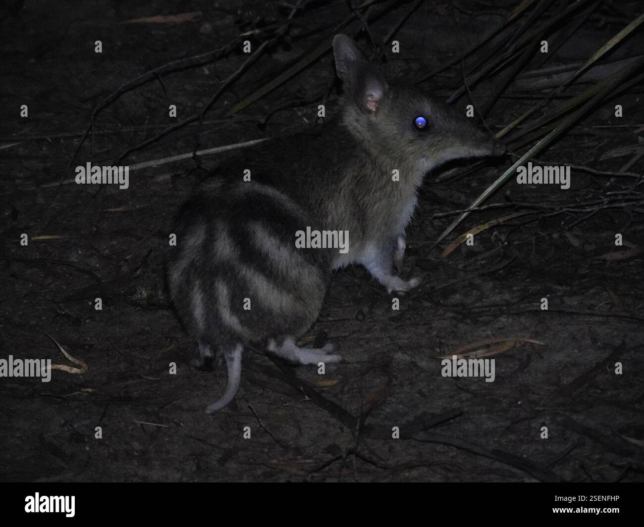 Eastern Barred Bandicoot (Perameles gunnii), Mammalia, Hobart TAS ...
