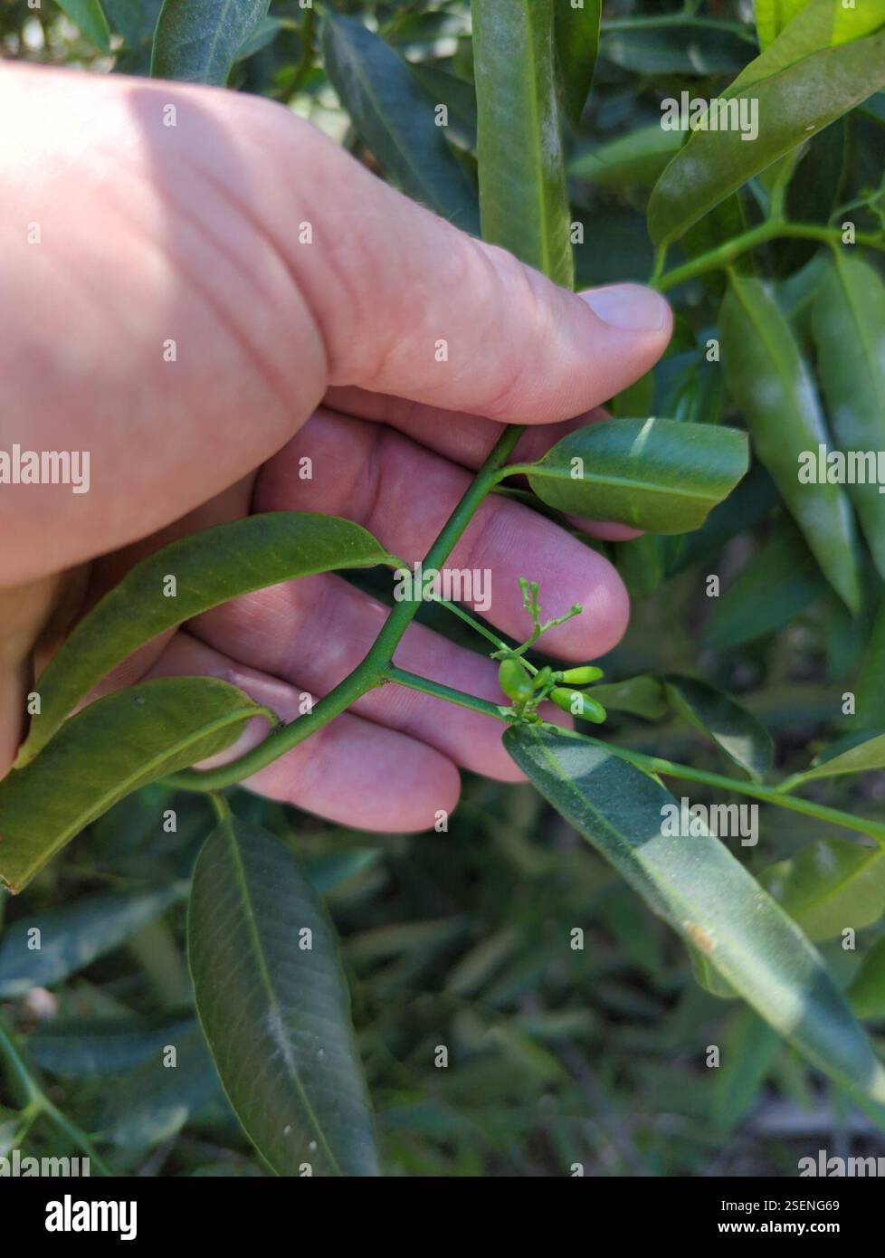 Pearlberry (Vallesia glabra), Plantae, La Paz, BCS, Mexico Stock Photo ...