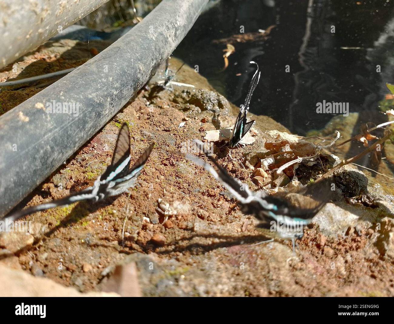 Green Dragontail Butterfly (Lamproptera meges), Insecta, Hpa-An Stock ...