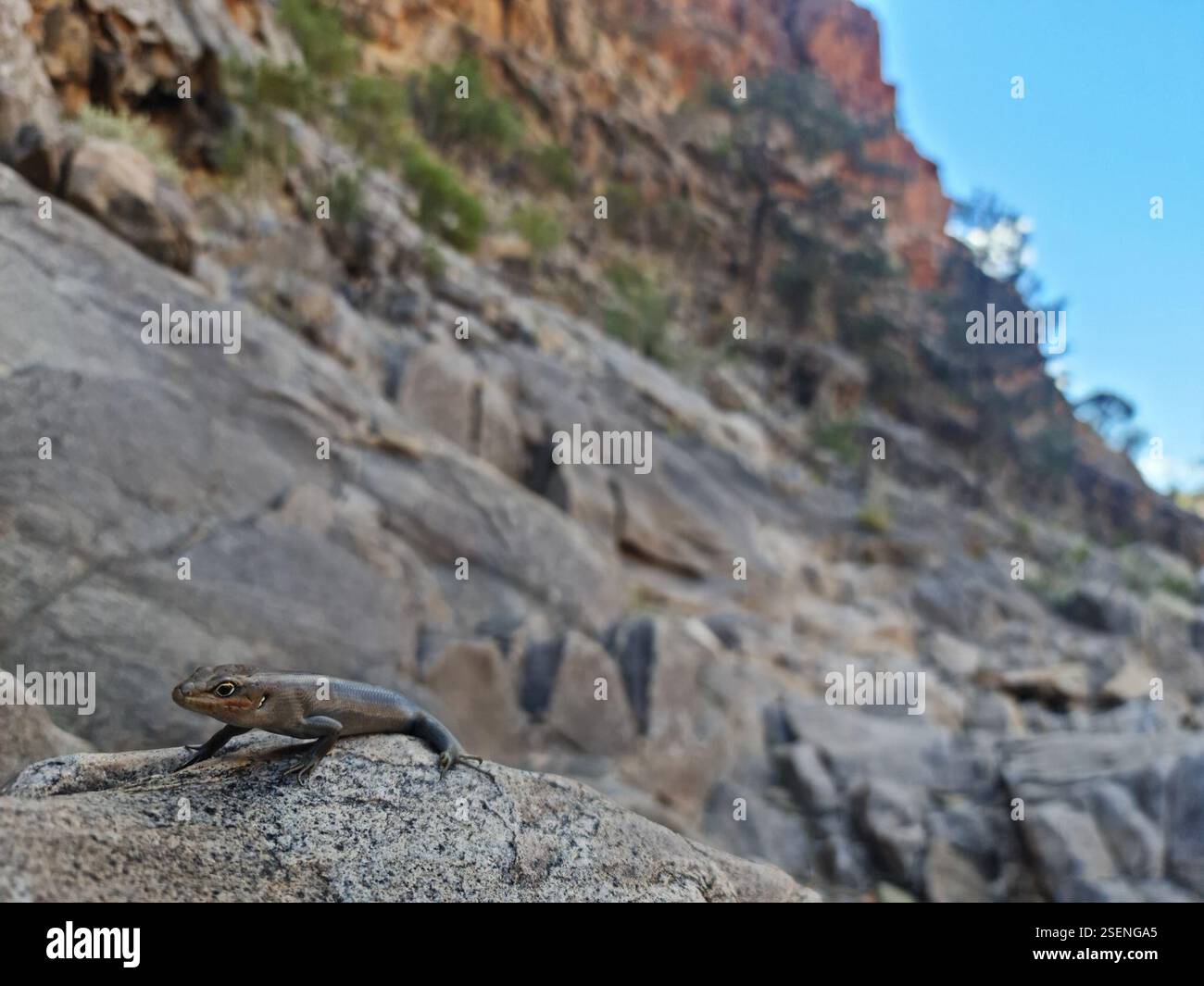 Flinders Ranges Rock Skink (Liopholis personata), Reptilia, Flinders ...