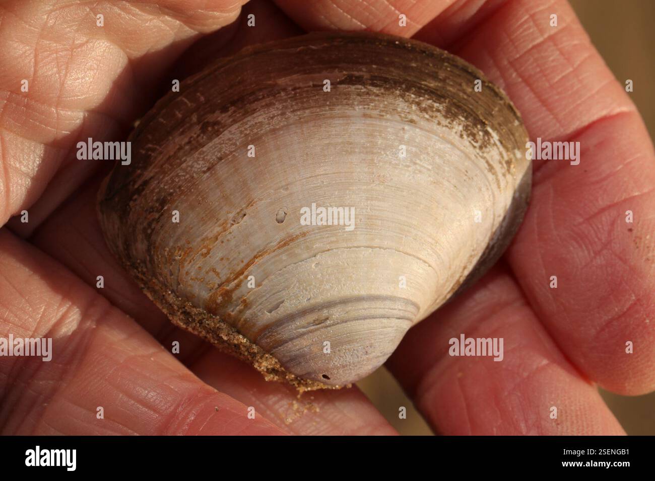 Rayed Trough Shell (Mactra stultorum), Mollusca, Derby Pool, Wallasey ...