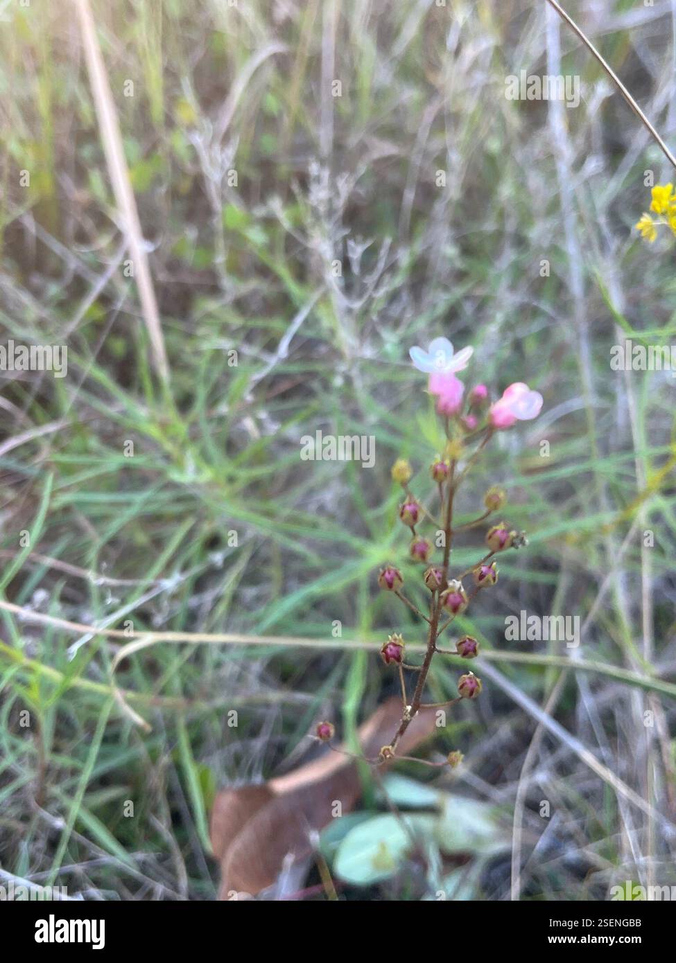 limewater brookweed (Samolus ebracteatus), Plantae, Florida, US Stock ...