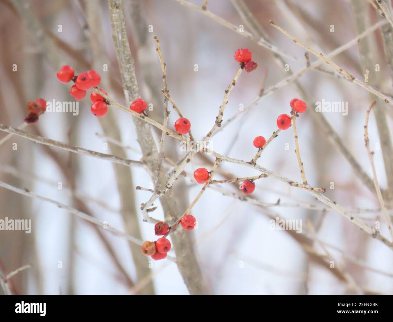 winterberry holly (Ilex verticillata), Plantae, Laird, ON, Canada Stock ...
