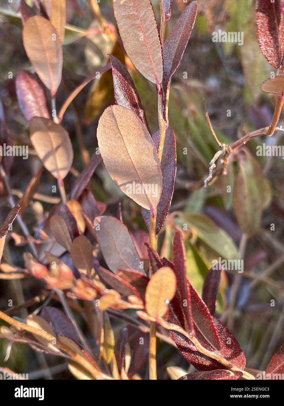 leatherleaf (Chamaedaphne calyculata), Plantae, Gilmanton Iron Works ...