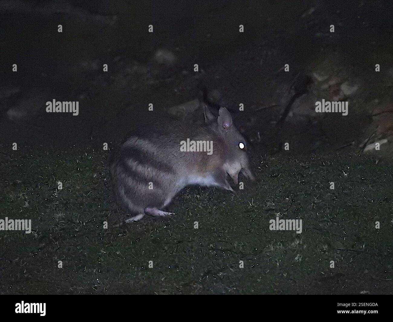 Eastern Barred Bandicoot (Perameles gunnii), Mammalia, Ridgeway TAS ...