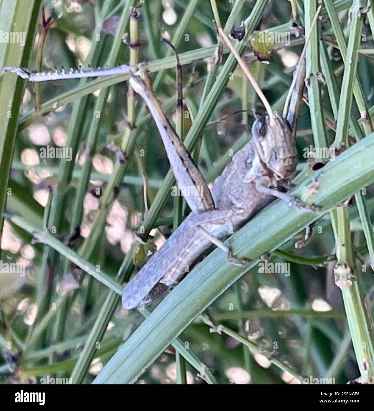 Gray Bird Grasshopper (Schistocerca nitens), Insecta, Signal Ct, Palm ...