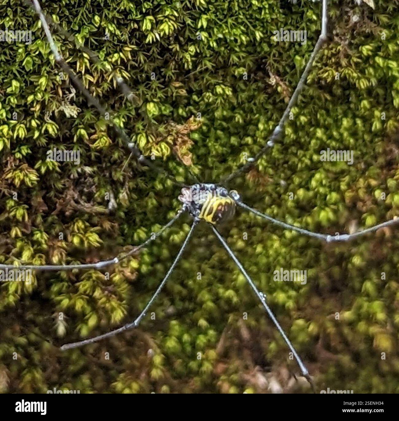 Harvestmen (Opiliones), Arachnida, Taichung, TW-TG, TW Stock Photo - Alamy