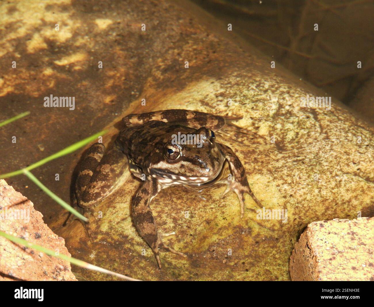 Cape River Frog (Amietia fuscigula), Amphibia, Kouga region, South ...