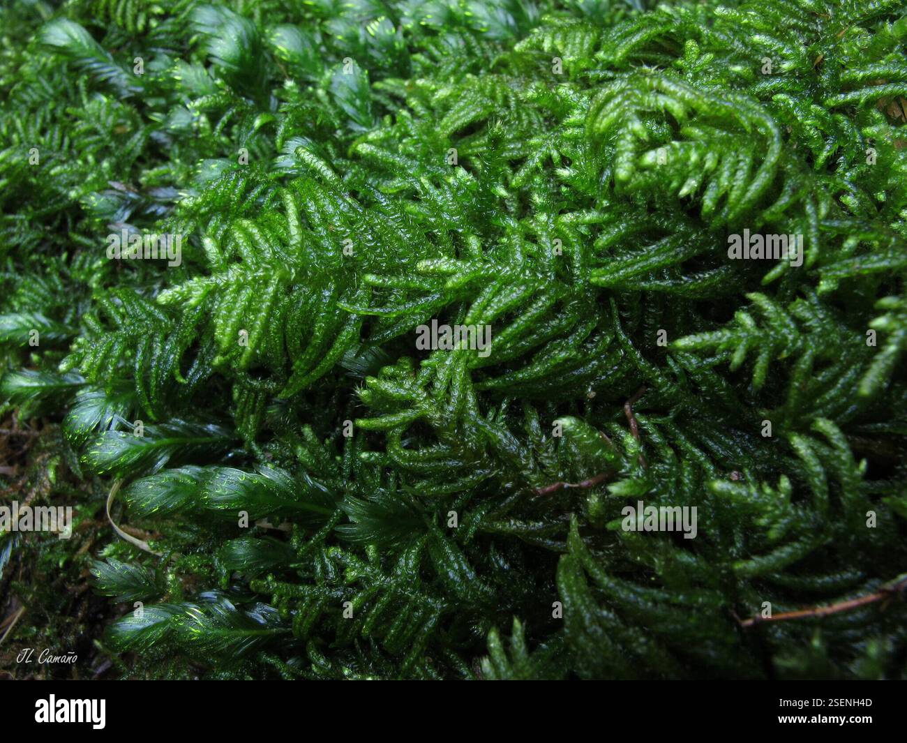 Flagellate Feather-moss (Hyocomium armoricum), Plantae, La Coruña ...