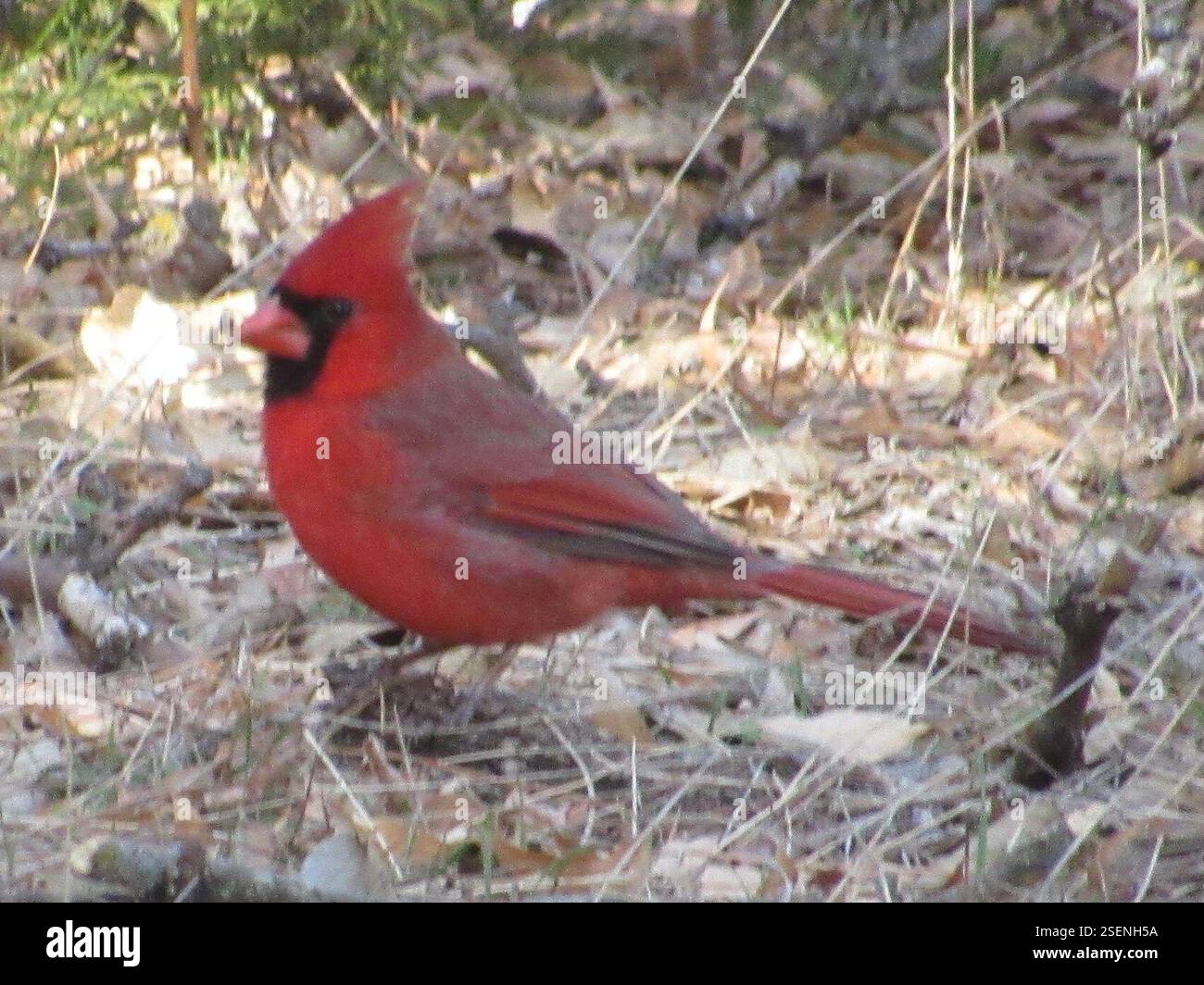 Northern Cardinal (Cardinalis cardinalis), Aves, Boiling Springs State ...