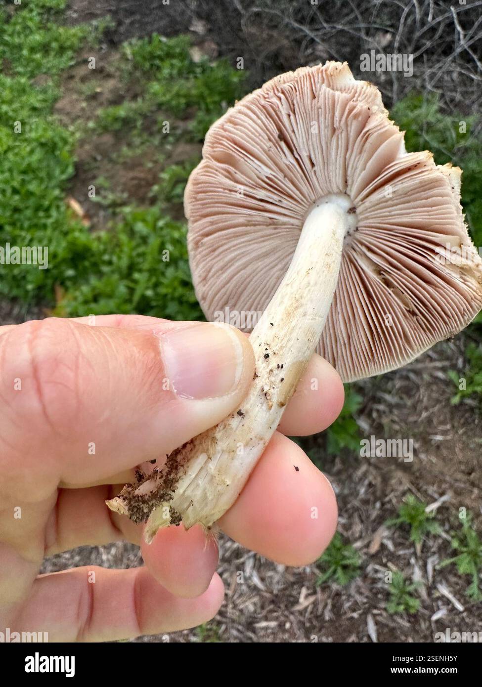 California Agaricus (Agaricus californicus), Fungi, Lmu Dr, Los Angeles ...