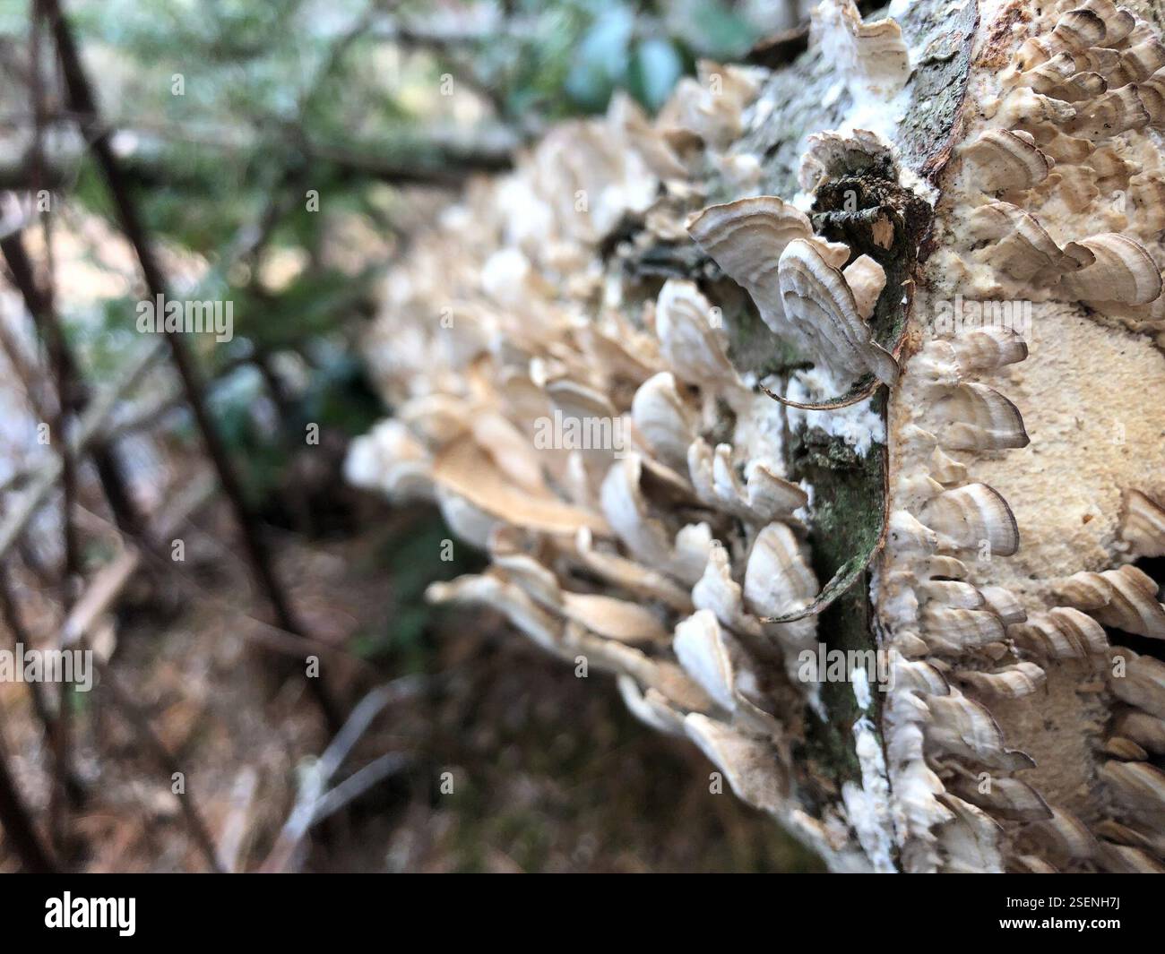 Fungi Including Lichens (Fungi), Fungi, Hartnett-Manhan Memorial Forest ...