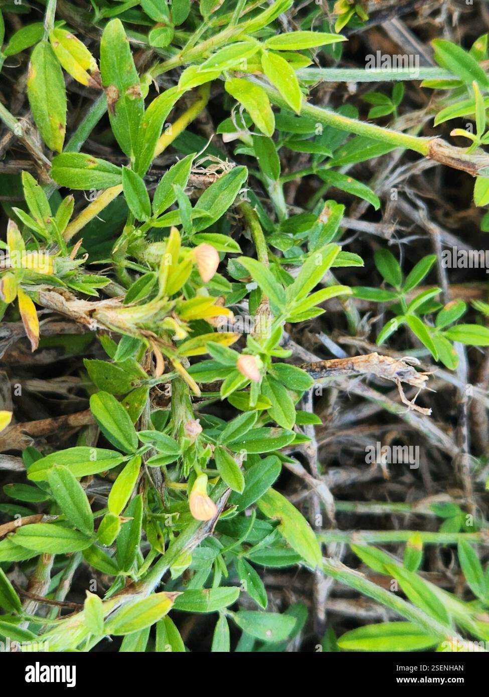 Caribbean Stylo (Stylosanthes hamata), Plantae, Dry Tortugas National ...