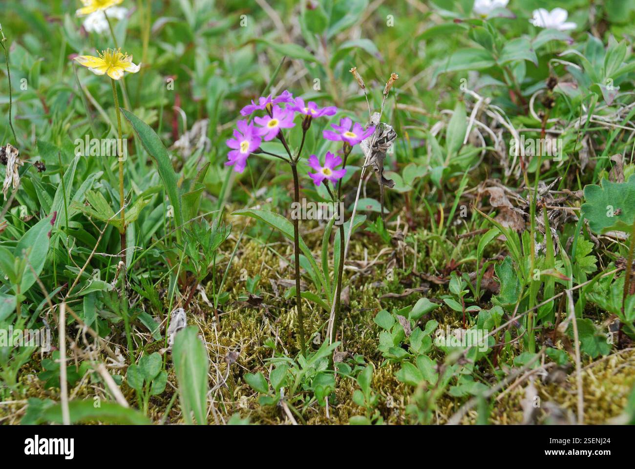 Slender Primrose (Primula borealis), Plantae, Провиденский р-н ...
