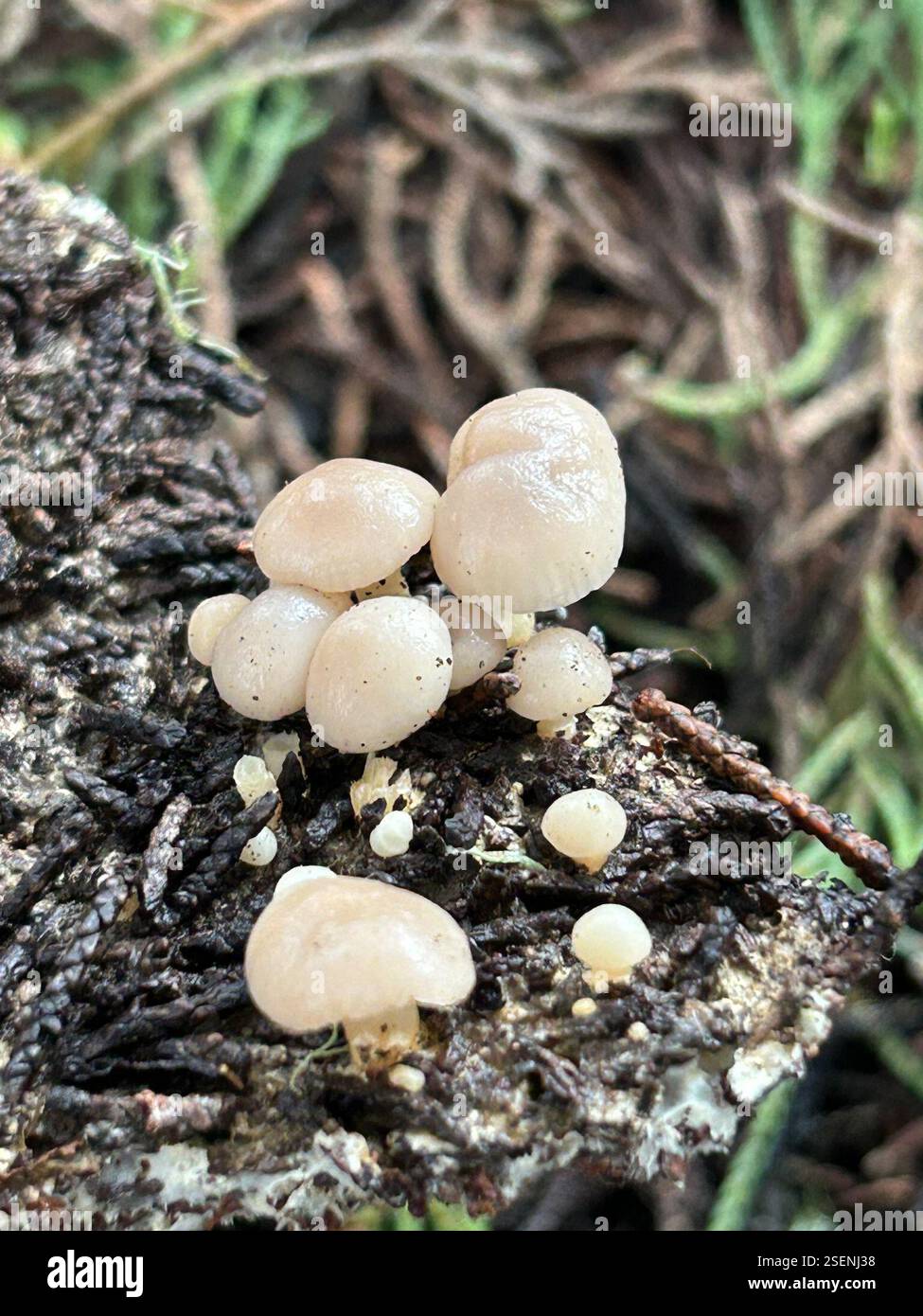 (Marasmius albogriseus), Fungi, Pismo Ave, Los Osos, CA, US, Just a ...