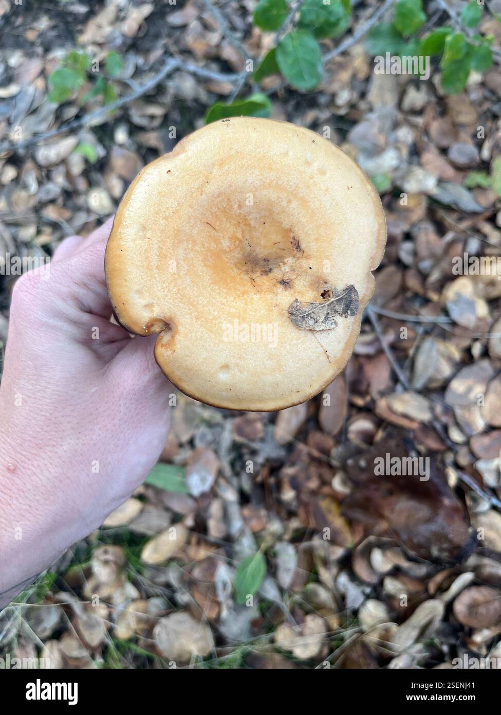golden milkcap (Lactarius alnicola), Fungi, Ed R. Levin County Park ...