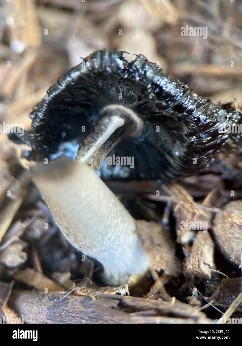 inky caps (Coprinus), Fungi, Waterfront Dr, Los Angeles, CA, US Stock ...