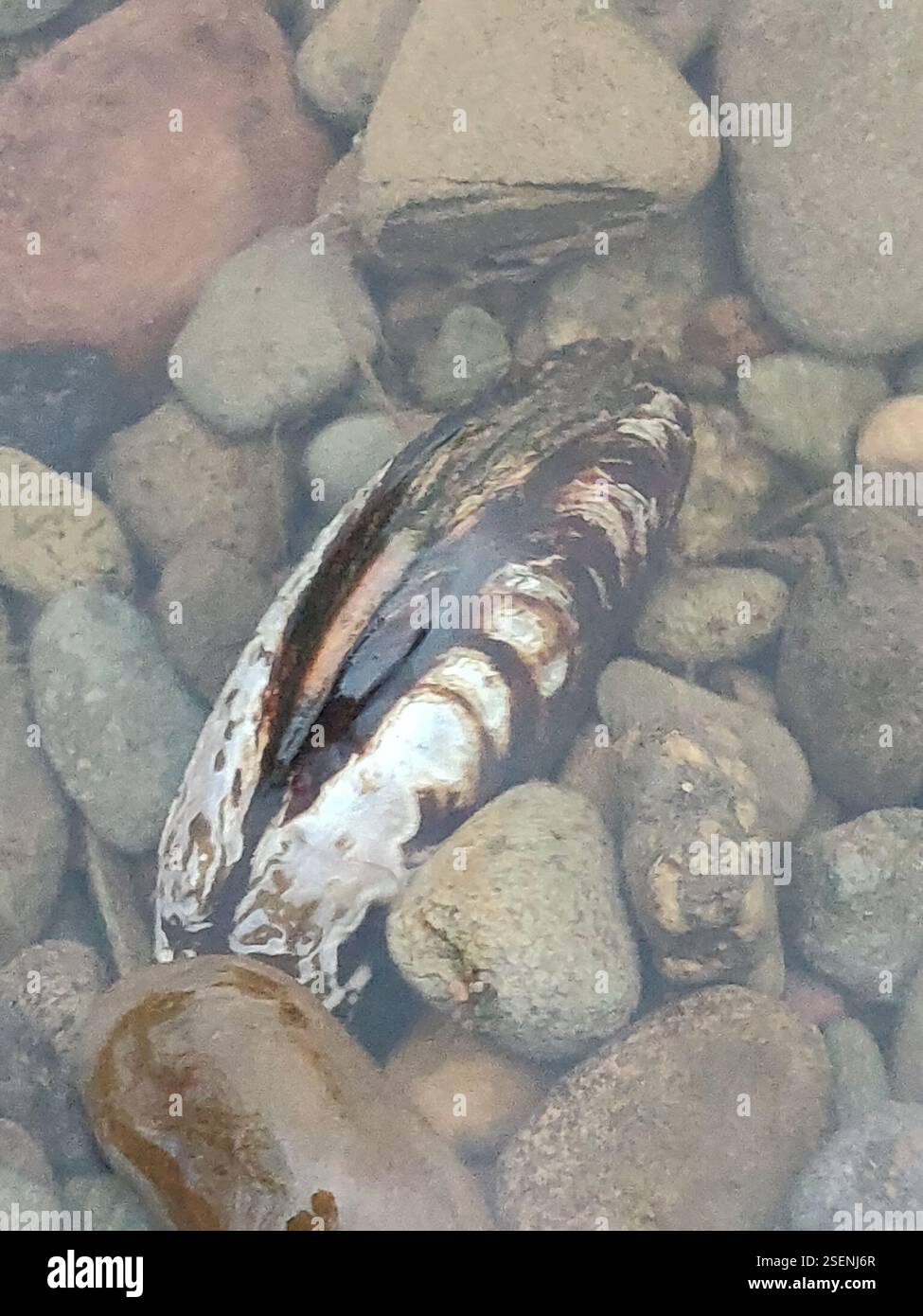 Freshwater Pearl Mussel (Margaritifera margaritifera), Mollusca, Eden ...