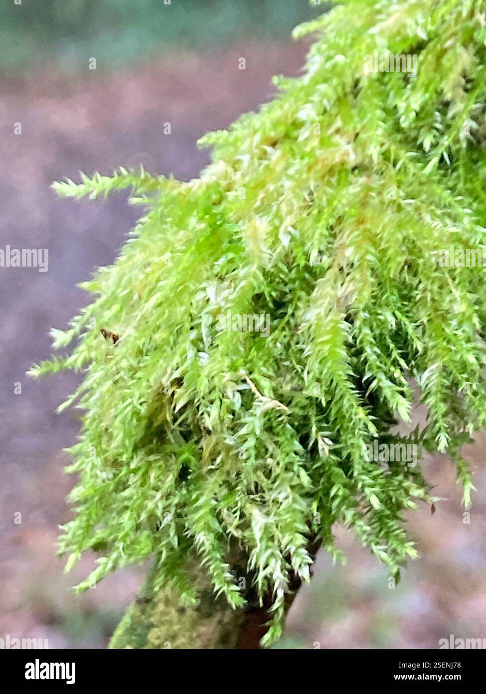 Common Feather-moss (Kindbergia praelonga), Plantae, Longfield Dr ...
