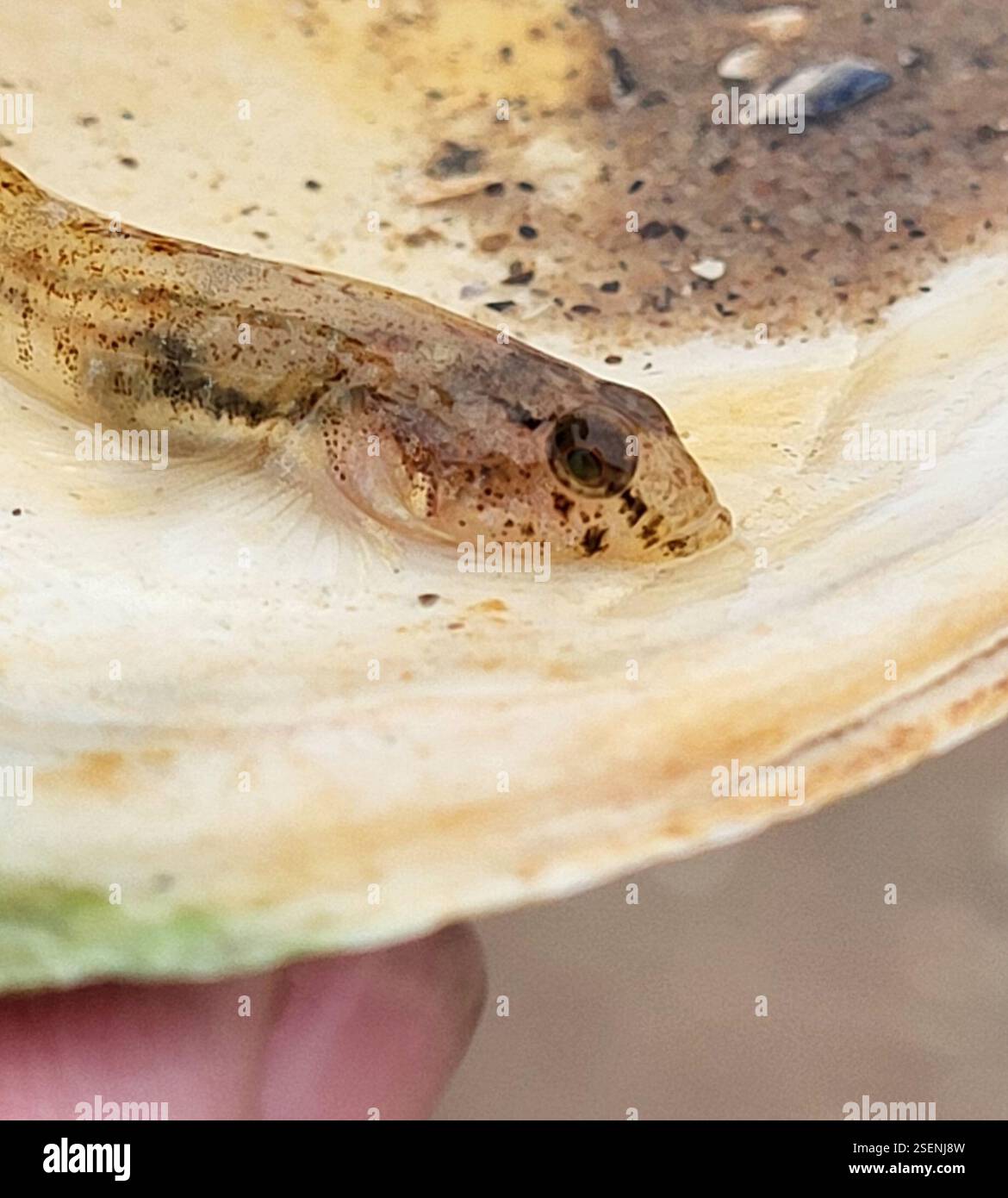 Common Goby (Pomatoschistus microps), Actinopterygii, North Ayrshire ...