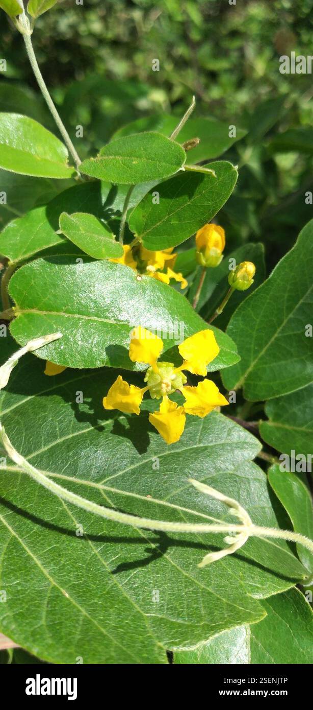 (Janusia guaranitica), Plantae, Capital, Salta, Argentina Stock Photo ...
