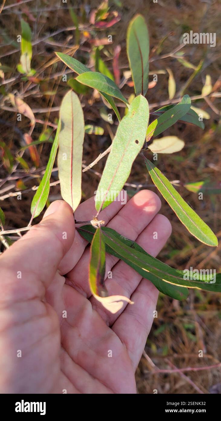 bluejack oak (Quercus incana), Plantae, Salt Springs, FL 32134, USA ...