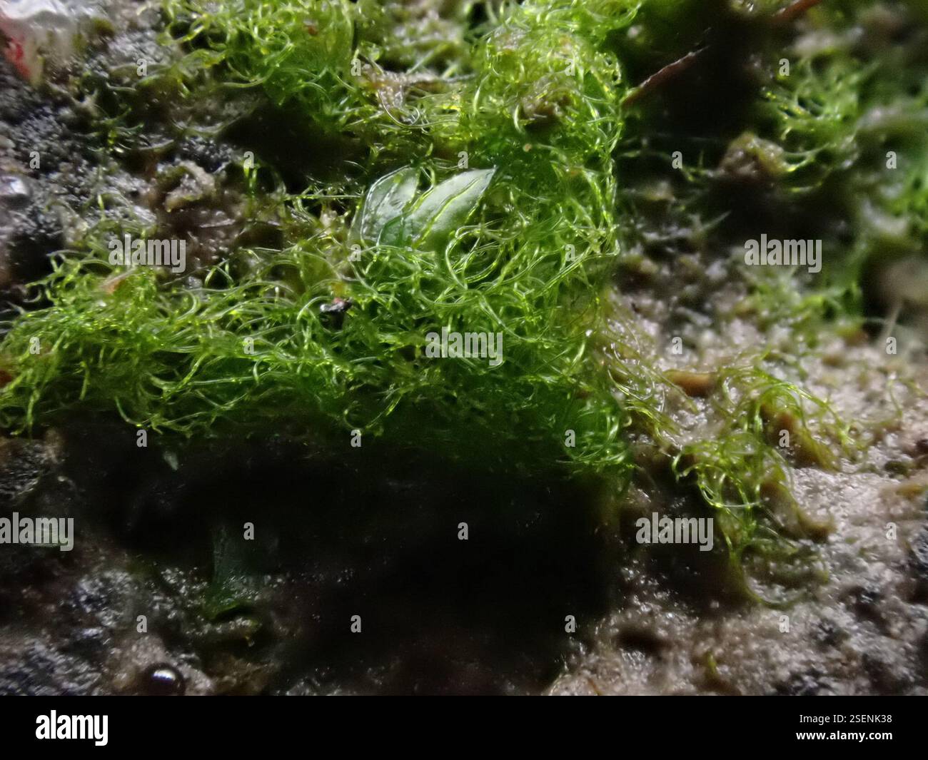 green algae (Chlorophyta), Plantae, Nationaal Park De Biesbosch ...
